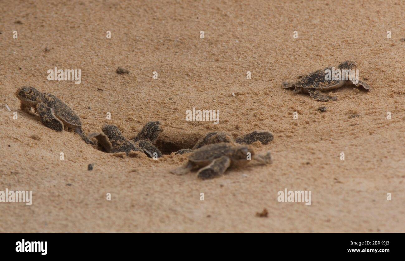 baby sea turtle hatching. One day old sea turtles in Hikkaduwa in the ...