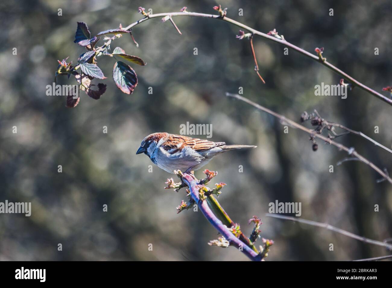 bird - one sparrow on a bush Stock Photo - Alamy