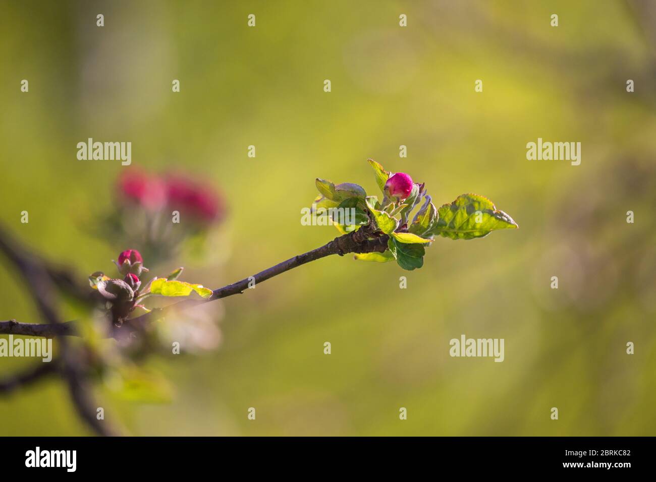 Bud on apple tree hi-res stock photography and images - Alamy