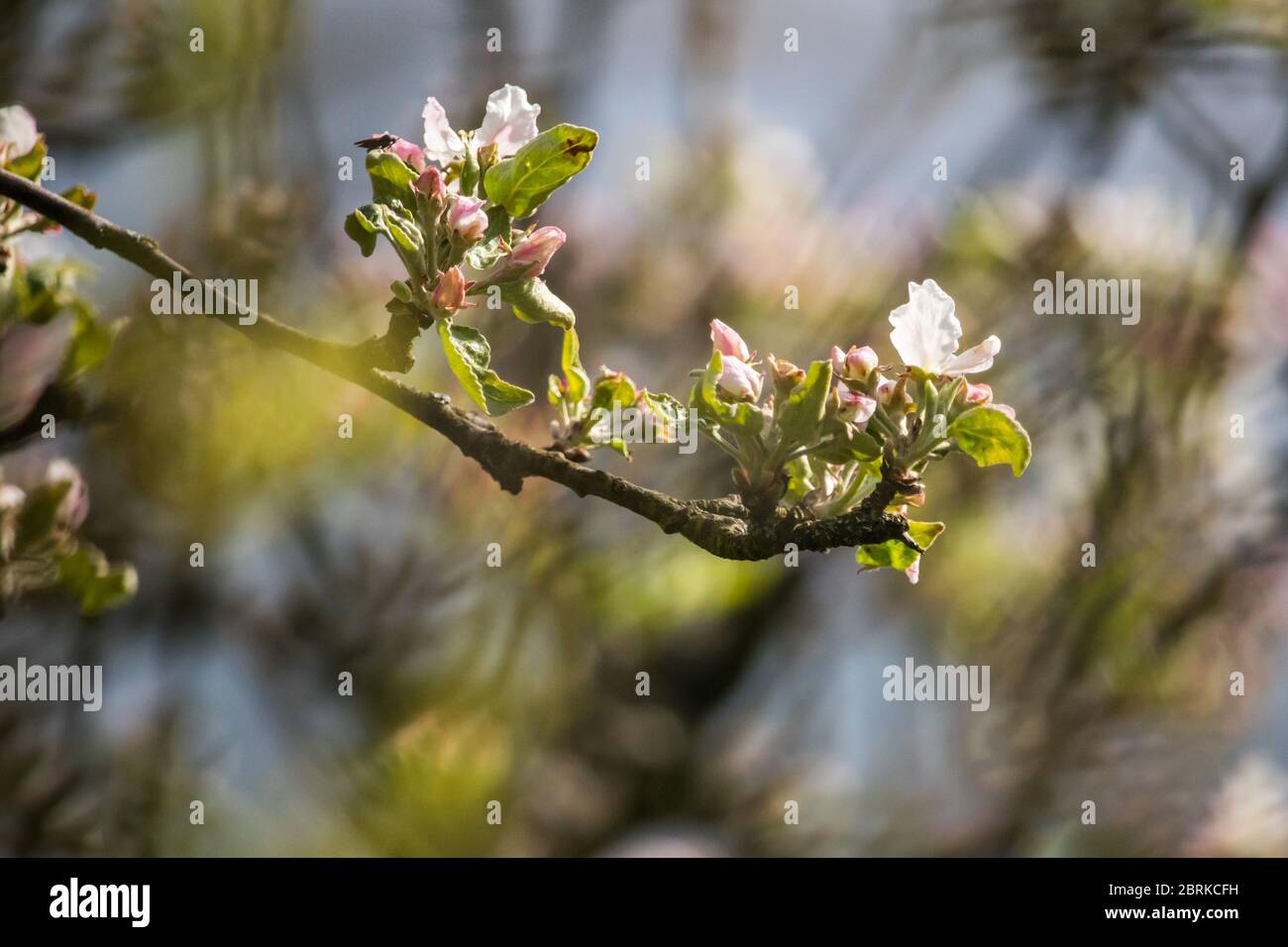 Spring flowering apple tree branches hi-res stock photography and ...