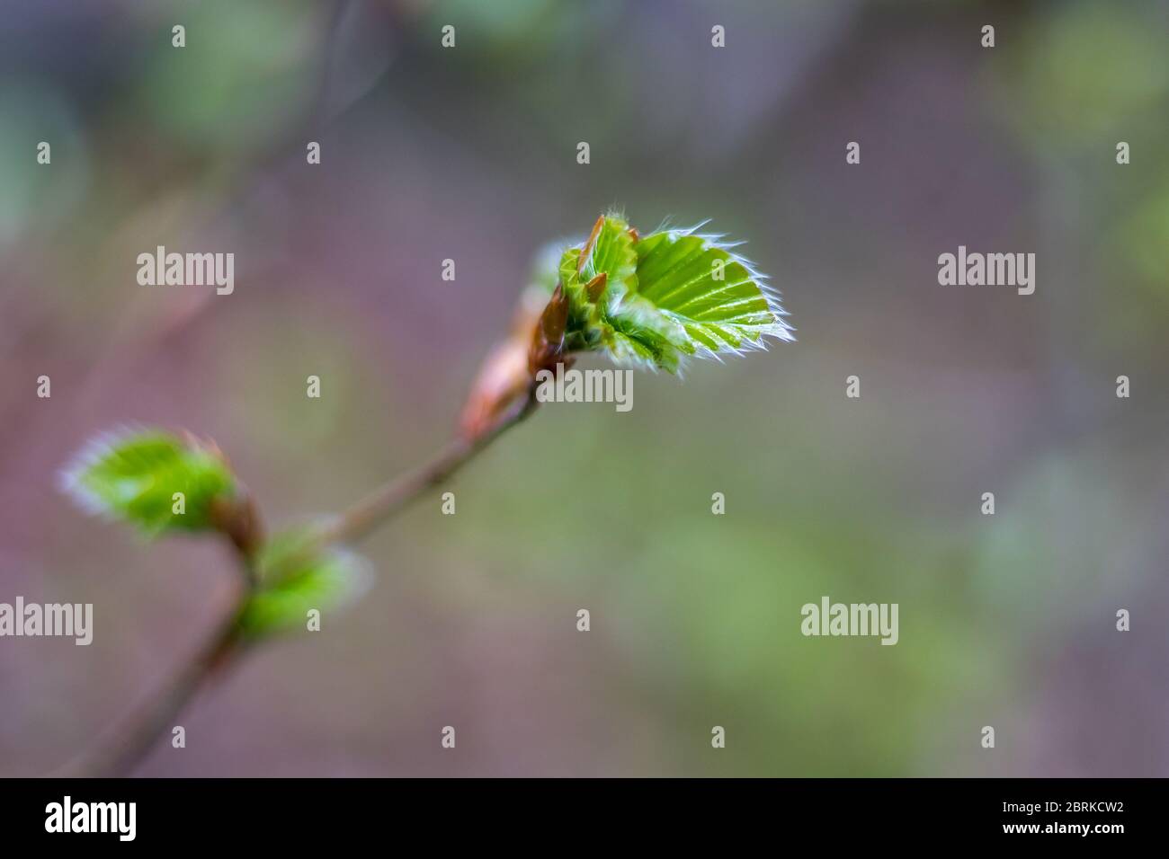 budding leaves of a tree in spring Stock Photo - Alamy