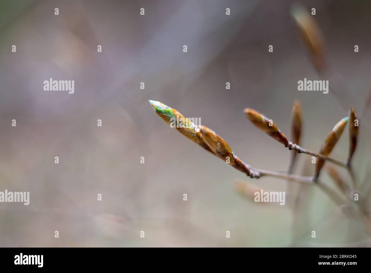 buds of tree leaves in spring Stock Photo - Alamy