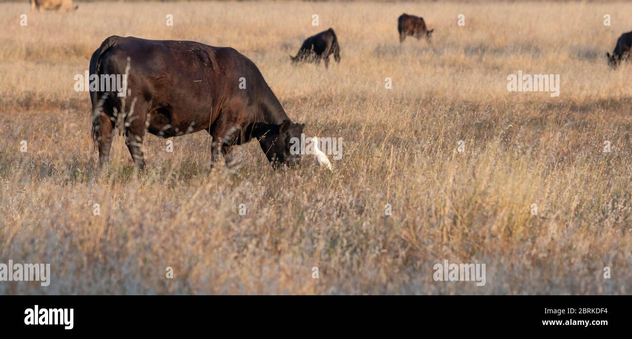 cow and bird in a pasture Stock Photo - Alamy