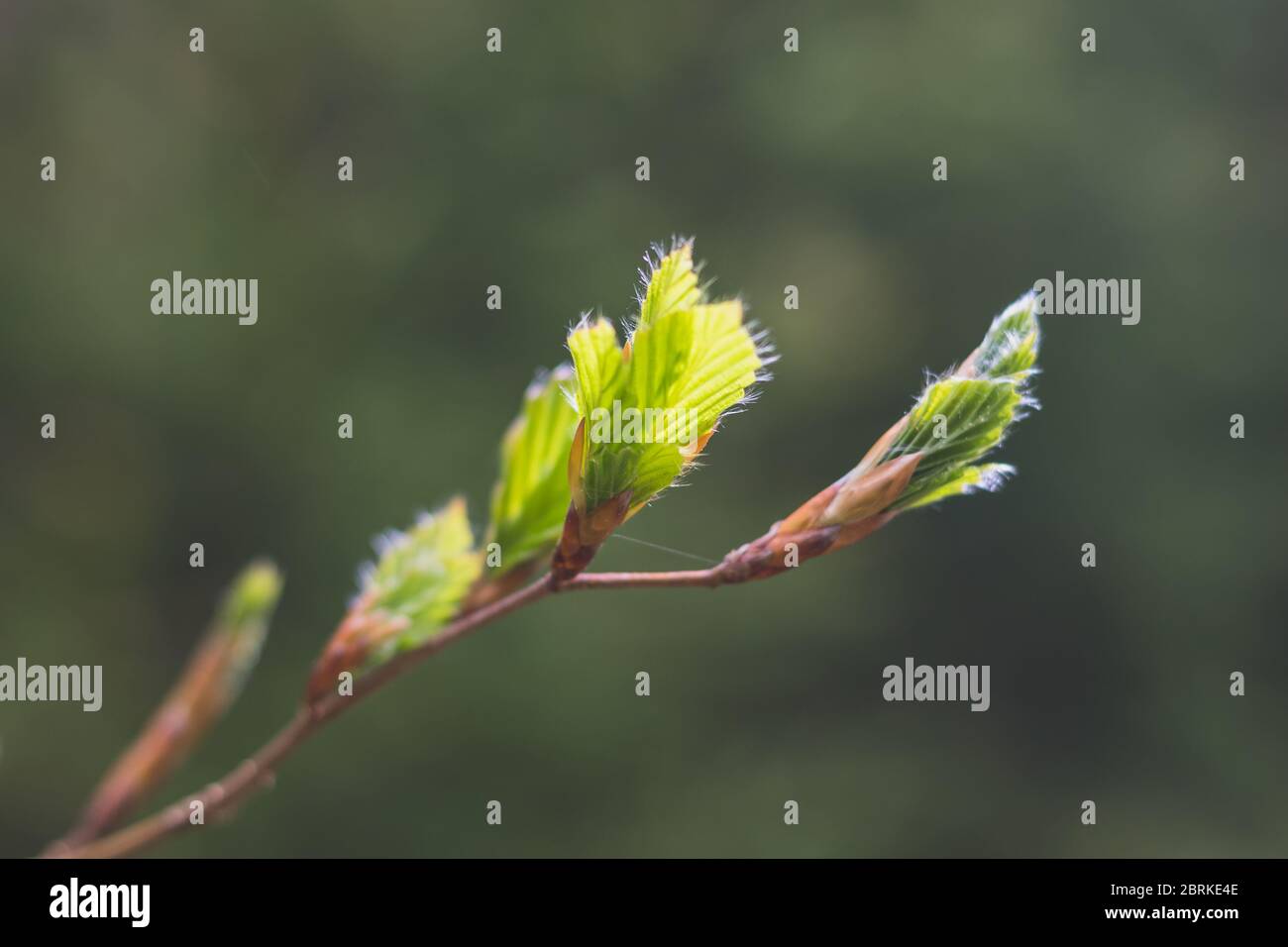 budding leaves of a tree in spring Stock Photo - Alamy