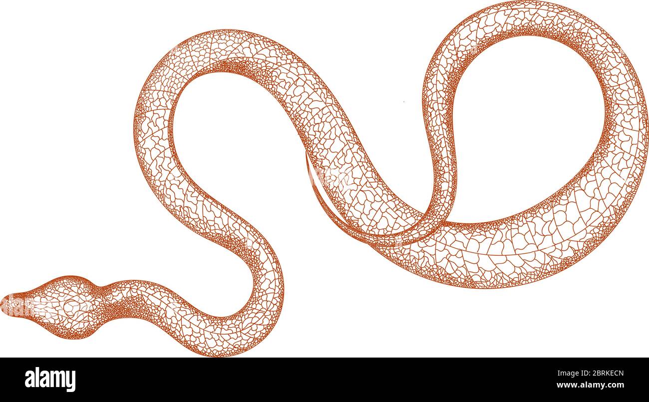 Hand drawn vintage snake illustration. Graphic sketch for posters ...