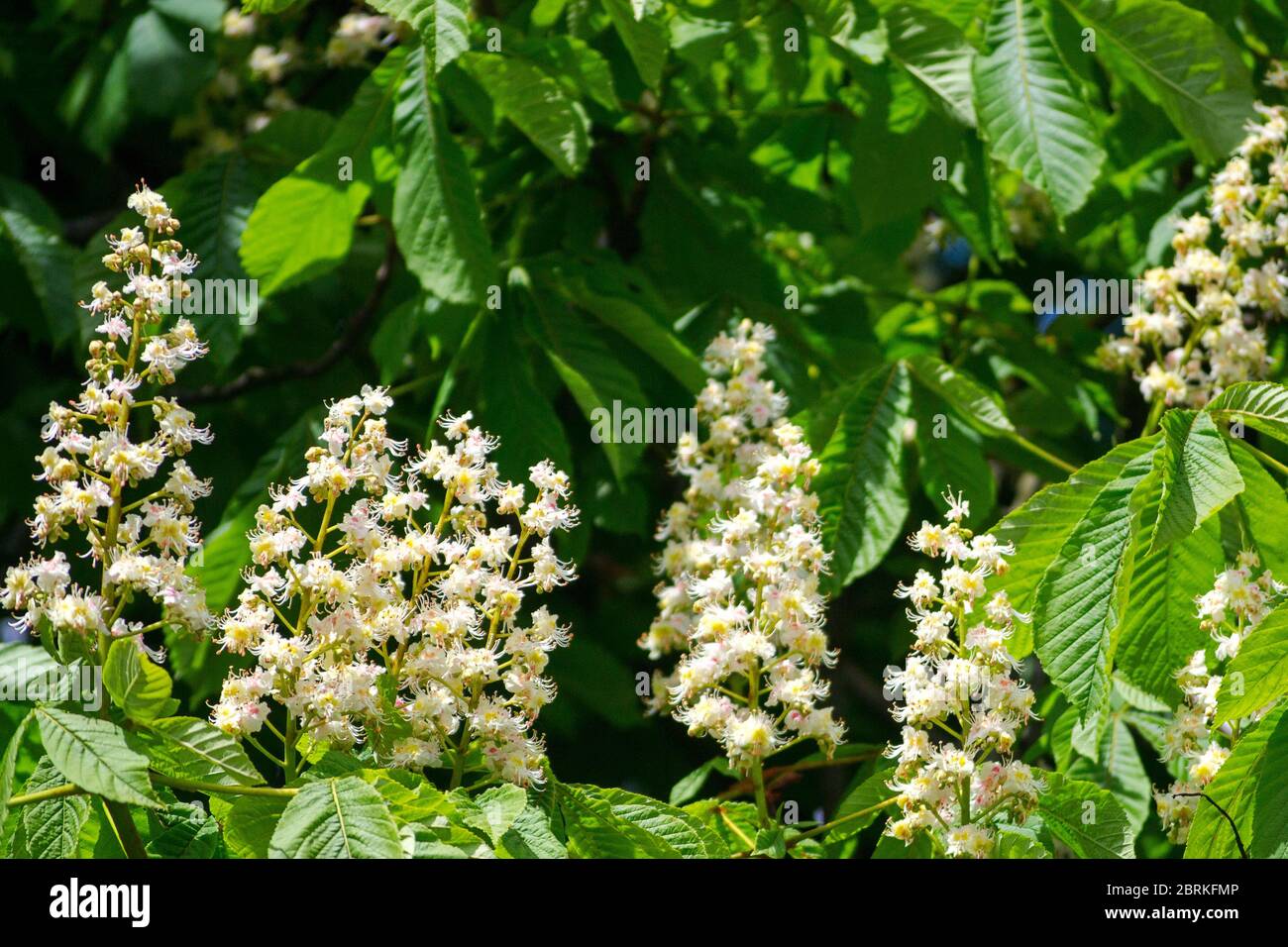 White candles blooming chestnut tree hi-res stock photography and ...