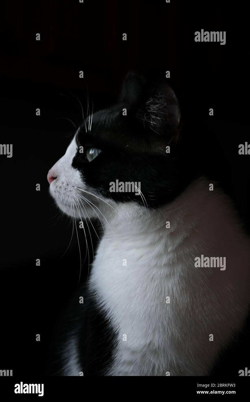Dramatic cat hi-res stock photography and images - Alamy