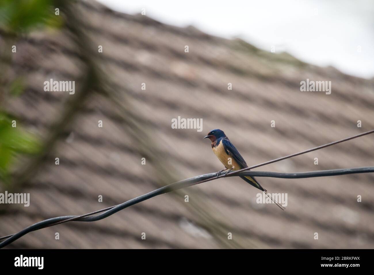 Beautiful bird background hi-res stock photography and images - Alamy