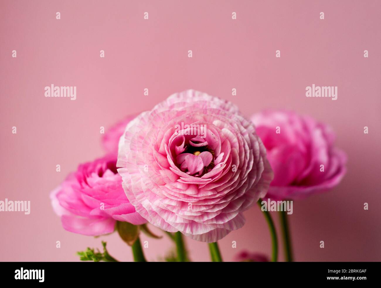 Beautiful bouquet of ranunculus flowers of pink color on a pink ...