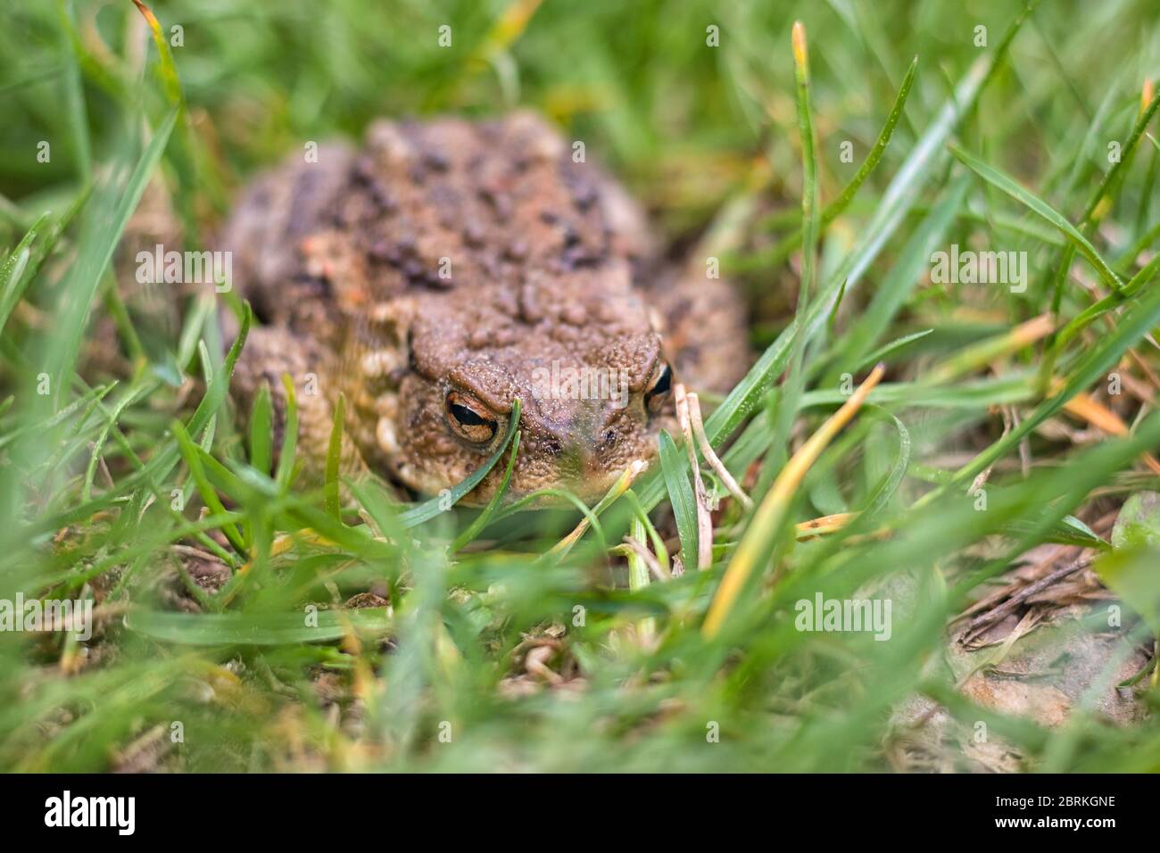 Toad in grass hi-res stock photography and images - Alamy
