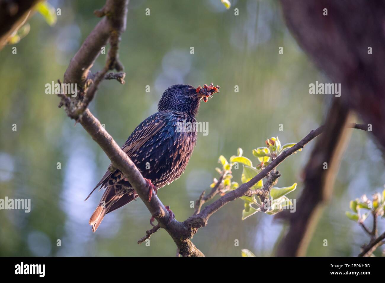 Starling in tree hi-res stock photography and images - Alamy