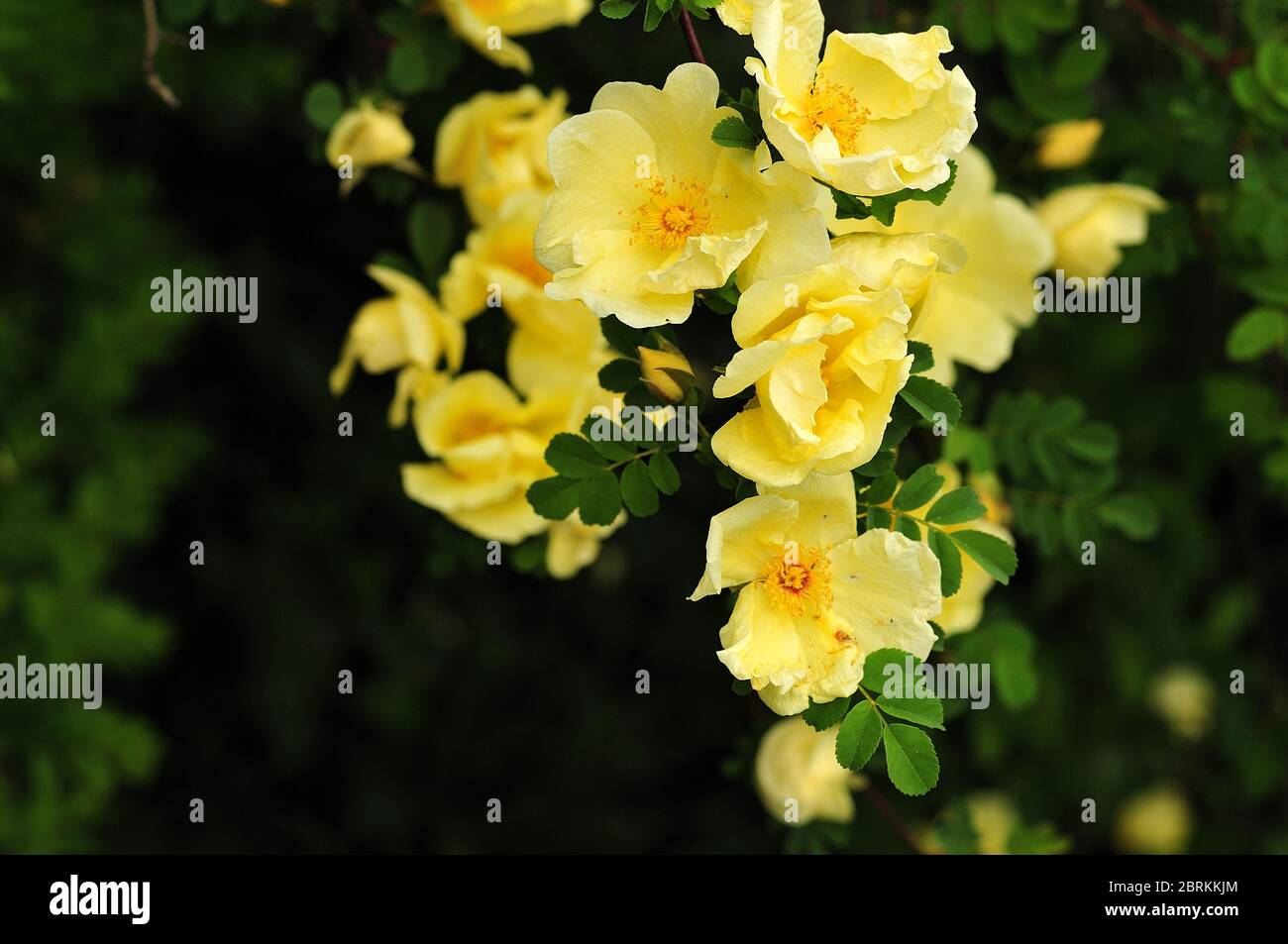 flowering branch of a chinese gold rose shrub with yellow blossoms ...