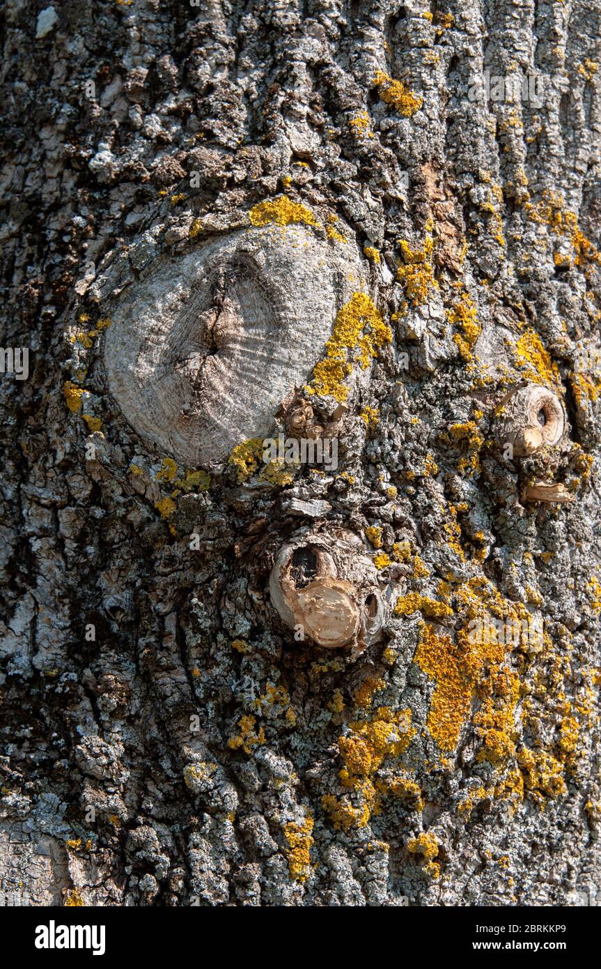 rough bark of an old lime tree grown with moss Stock Photo - Alamy