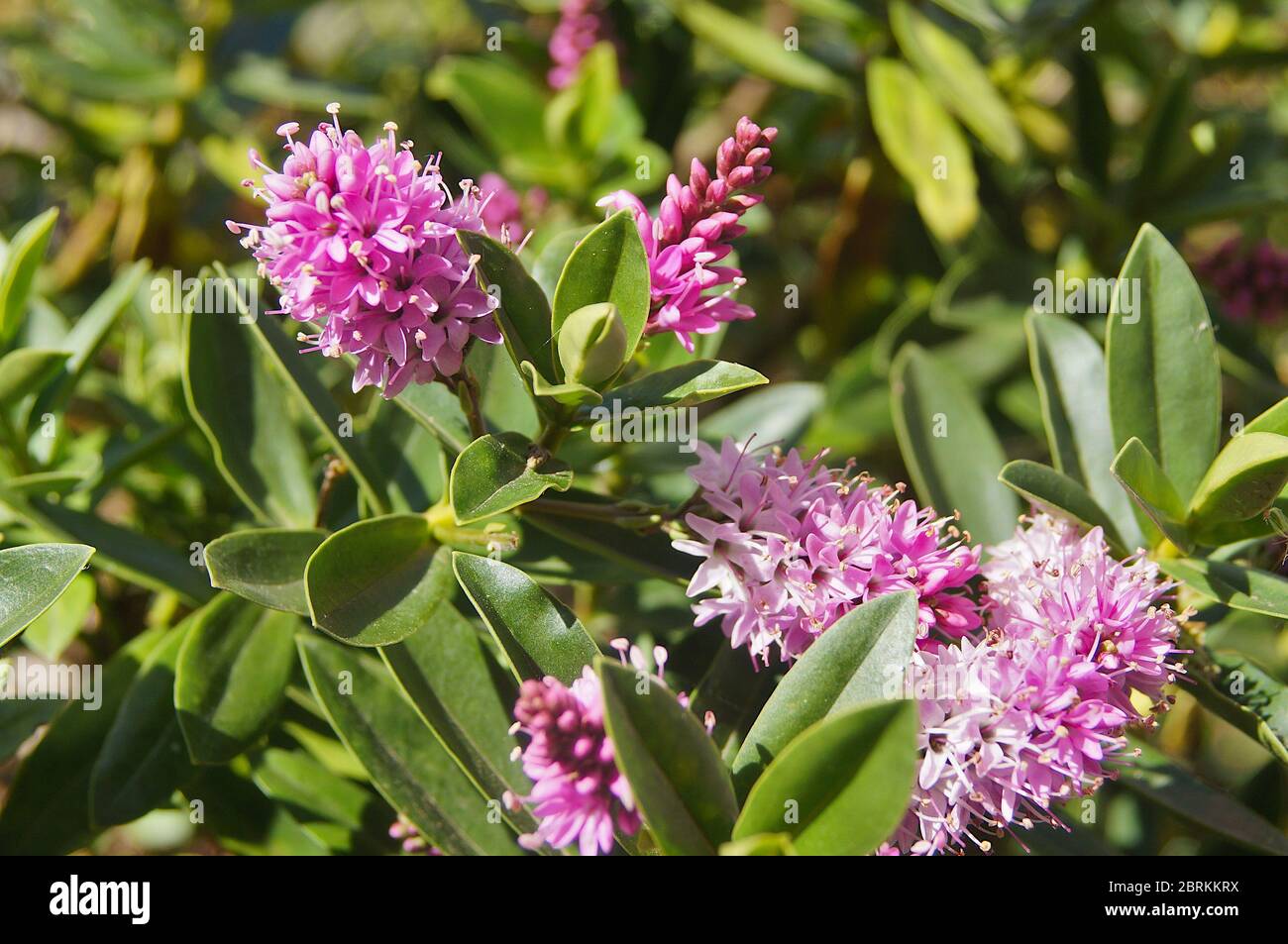 Hebe flowers hi-res stock photography and images - Alamy