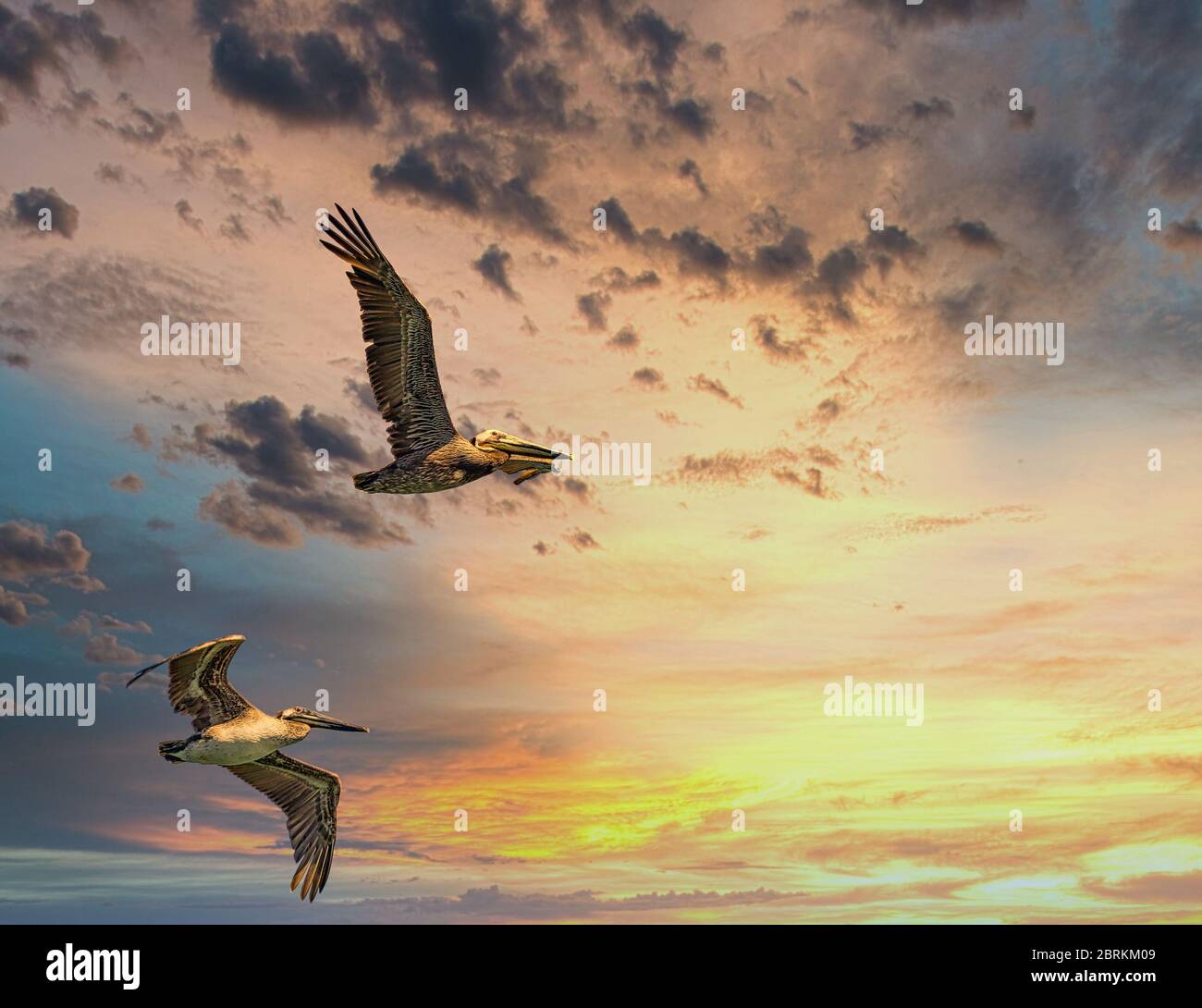 Two pelicans in flight hi-res stock photography and images - Alamy