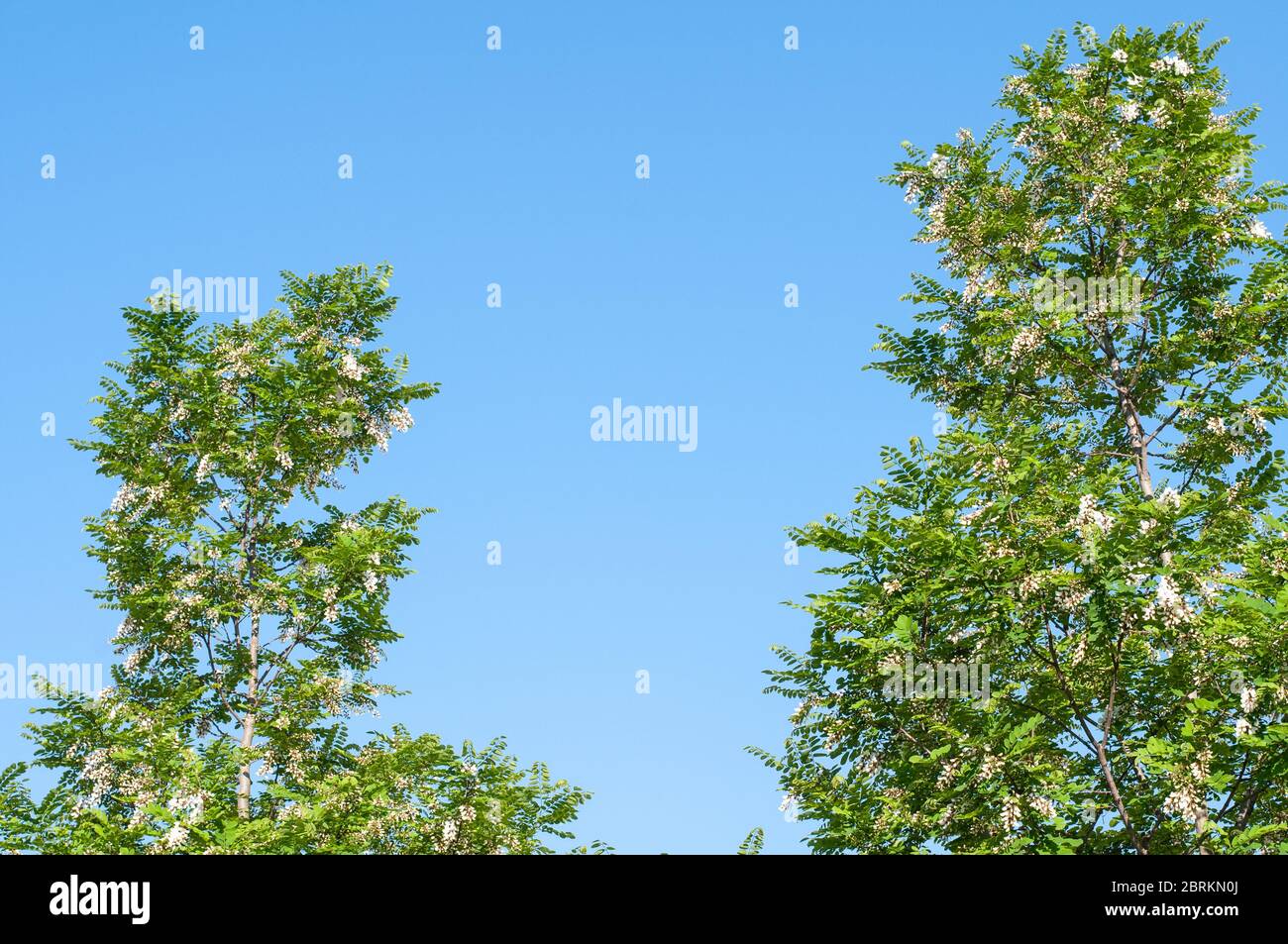black locust trees or robinia pseudoacacia with white hanging ...