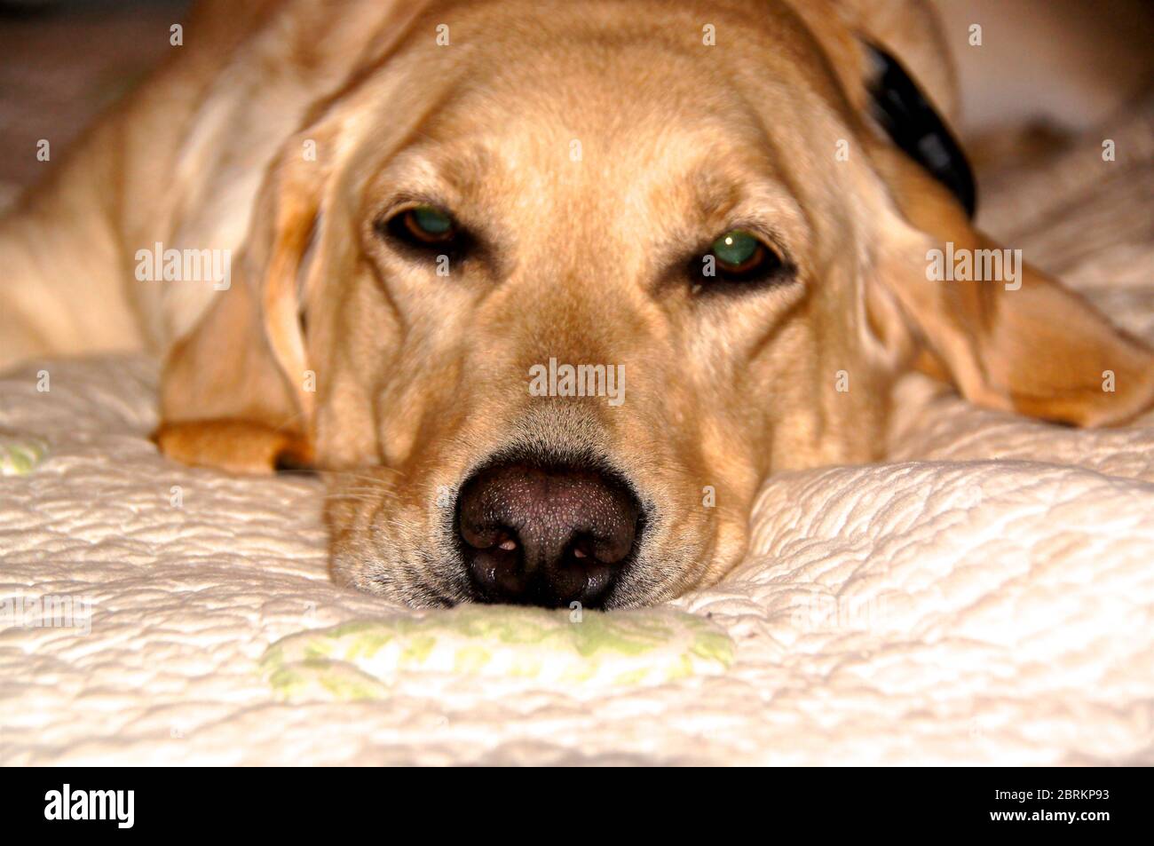 Lazy lab hi-res stock photography and images - Alamy