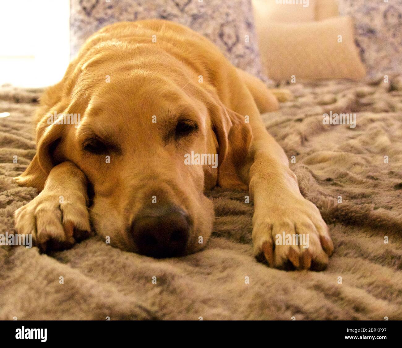 Sleepy, Lazy yellow Lab Stock Photo - Alamy
