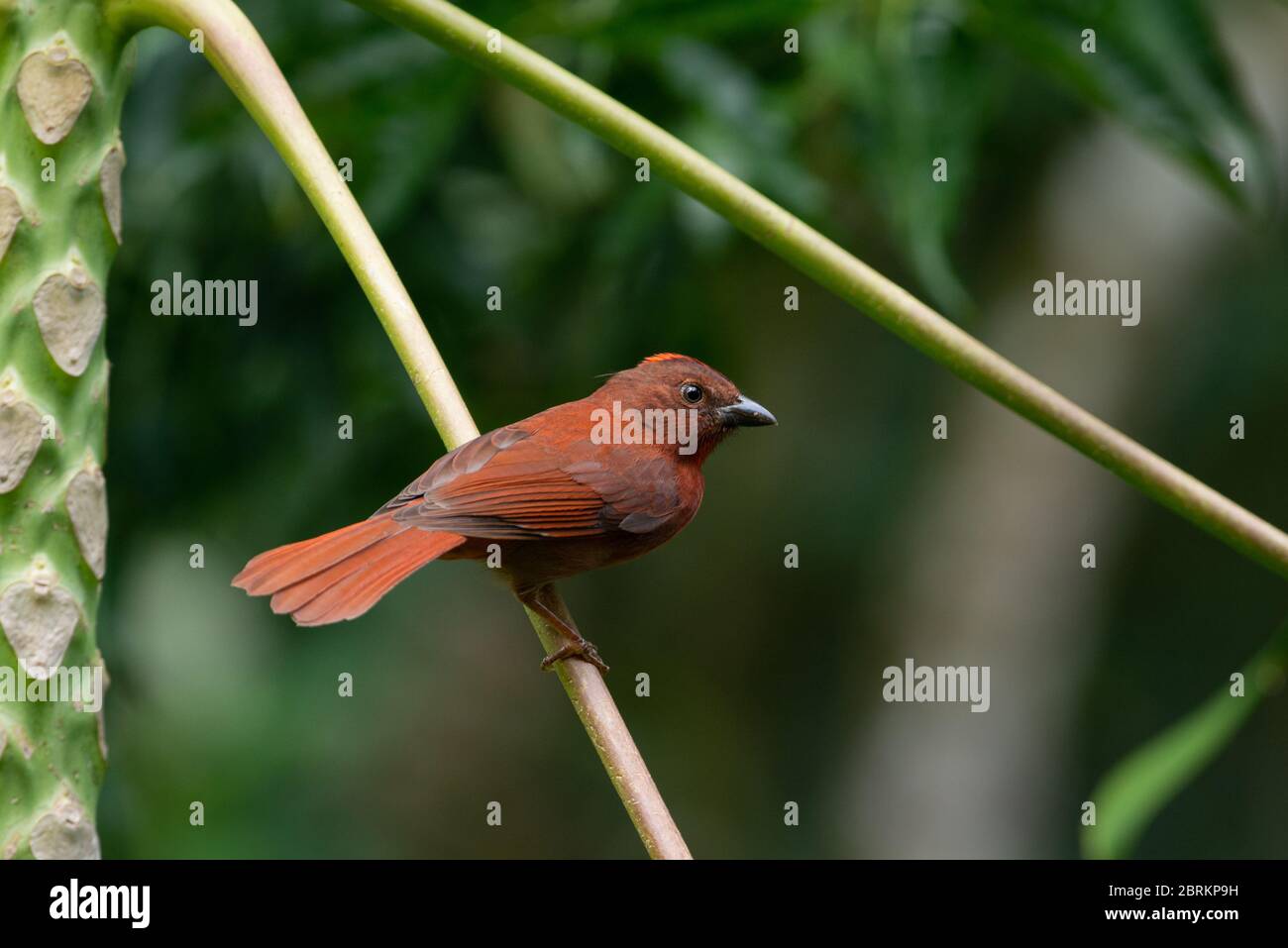 A male Red-crowned Ant-tanager (Habia rubica) from the Atlantic ...