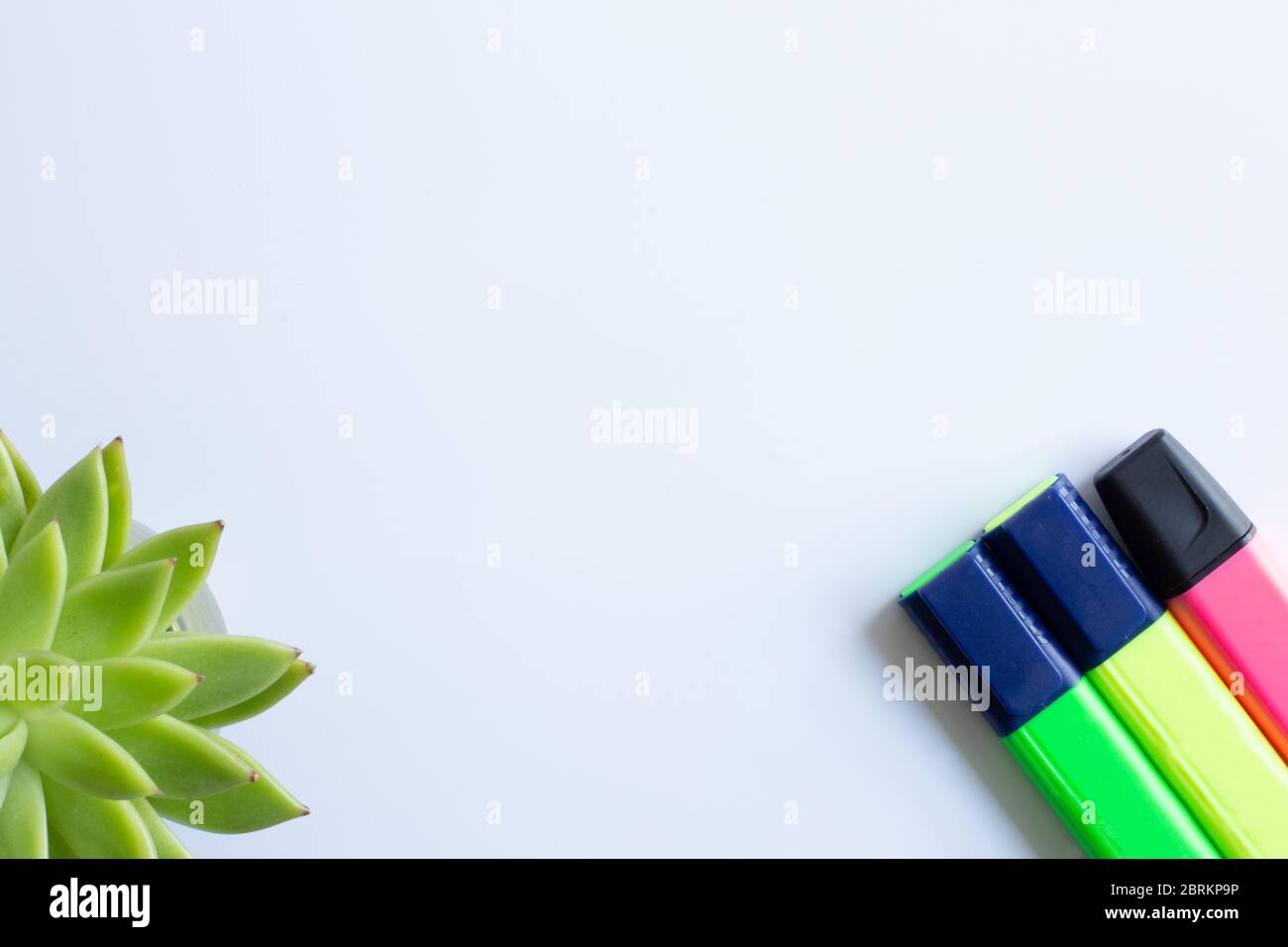 Colored highlighters set and home plant succulent in soft focus on ...