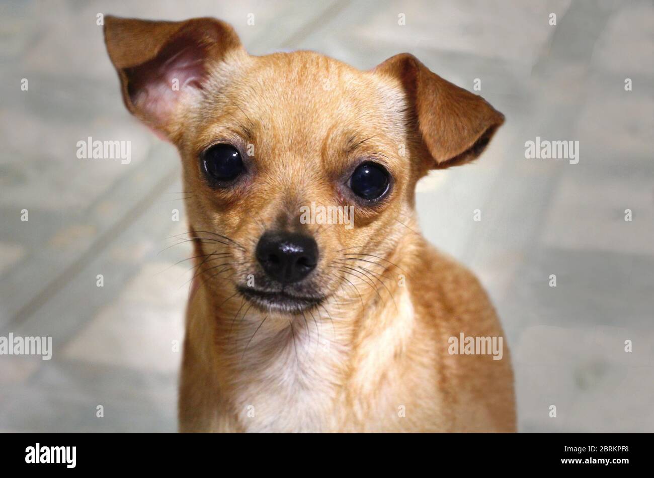 My dog "Nina" posing for me Stock Photo - Alamy
