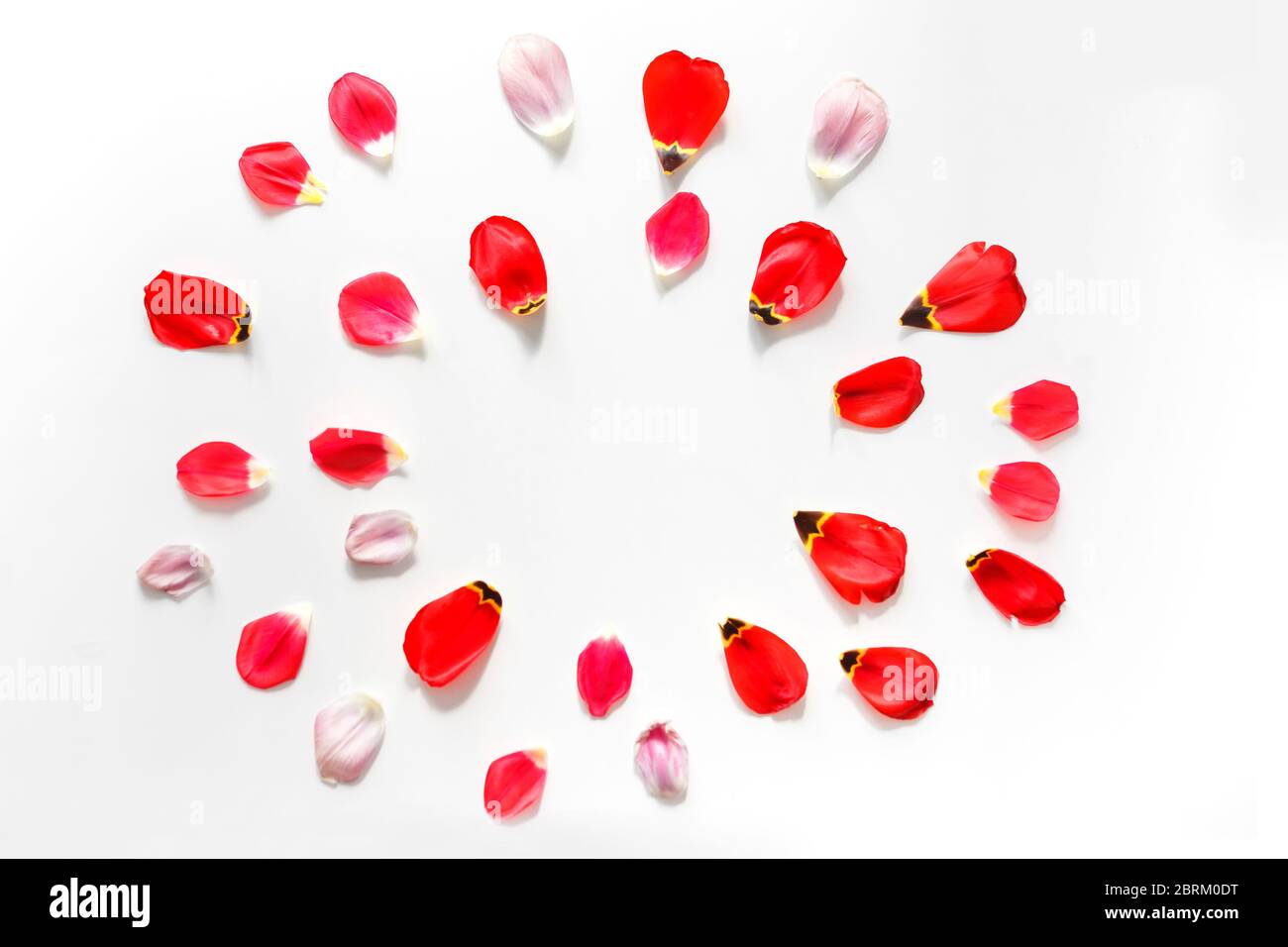 Round flowers background for blog, made of tulip flower petals. Flat ...