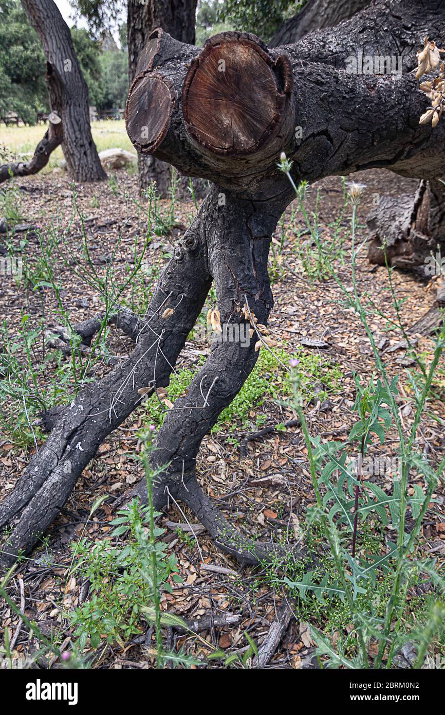 california live oak tree branches, twigs, and leaves with rough bark ...