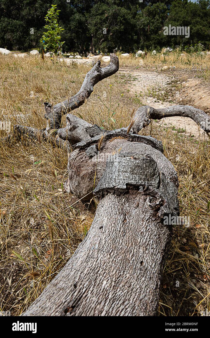fallen oak branches on grassy ground with fox tail weeds in wild ...