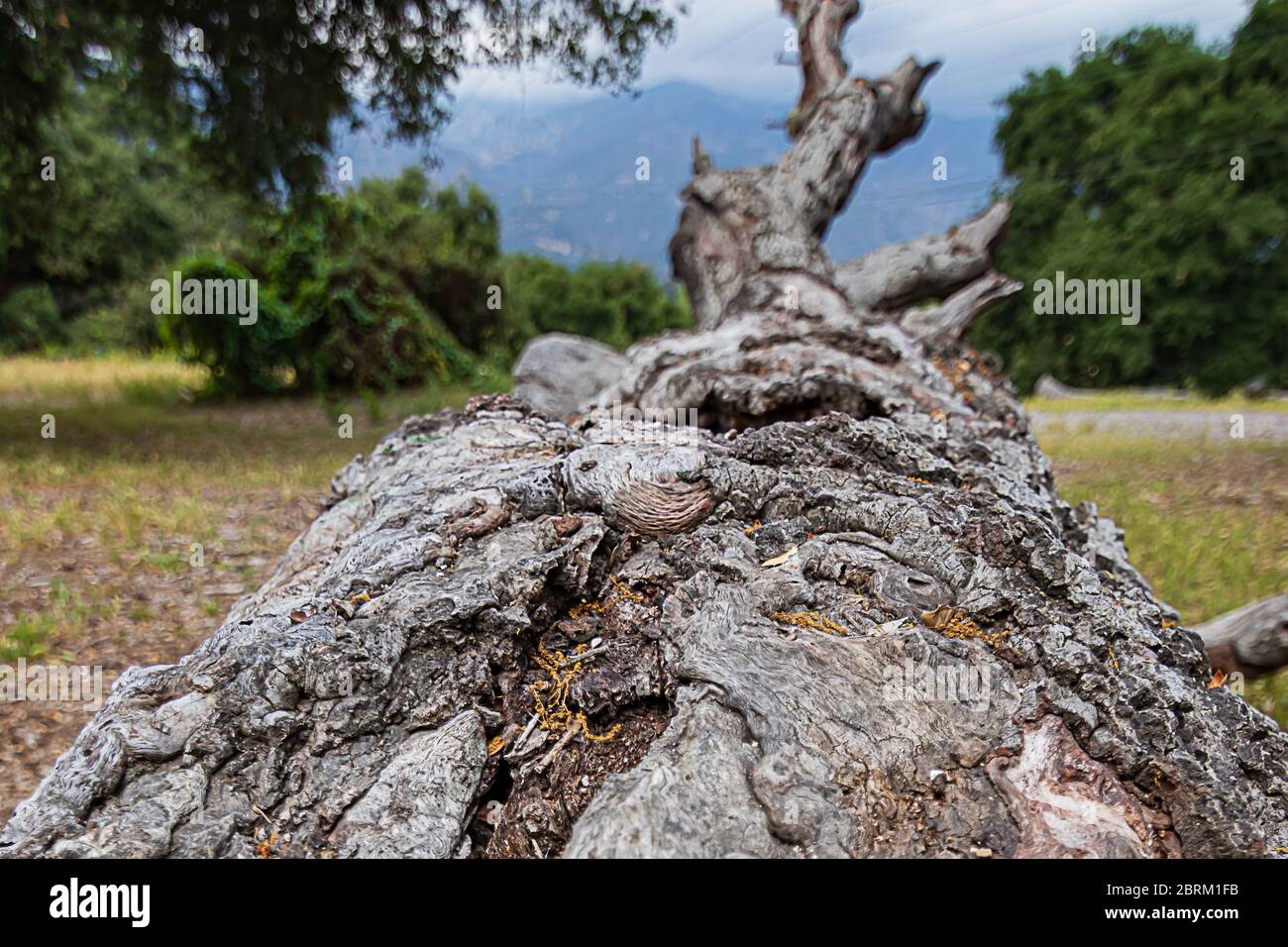 fallen oak branches on grassy ground with fox tail weeds in wild ...