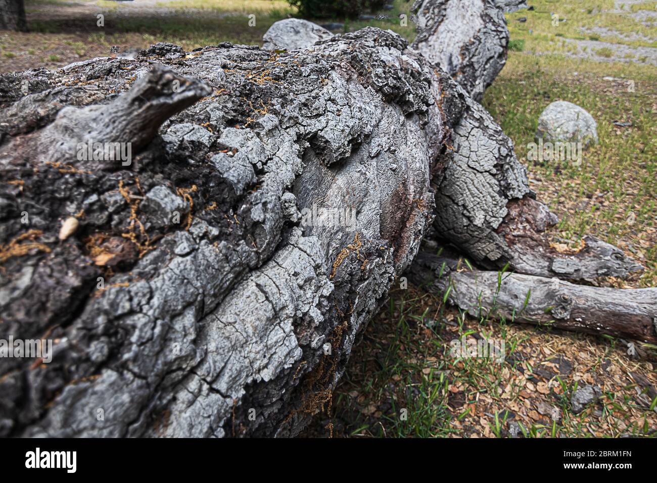 fallen oak branches on grassy ground with fox tail weeds in wild ...