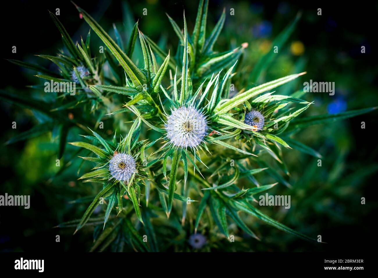 Sword like leaves hi-res stock photography and images - Alamy