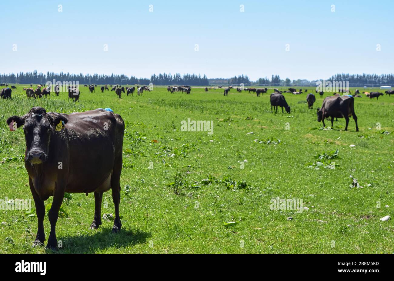 life style farming life scene, cows Stock Photo - Alamy