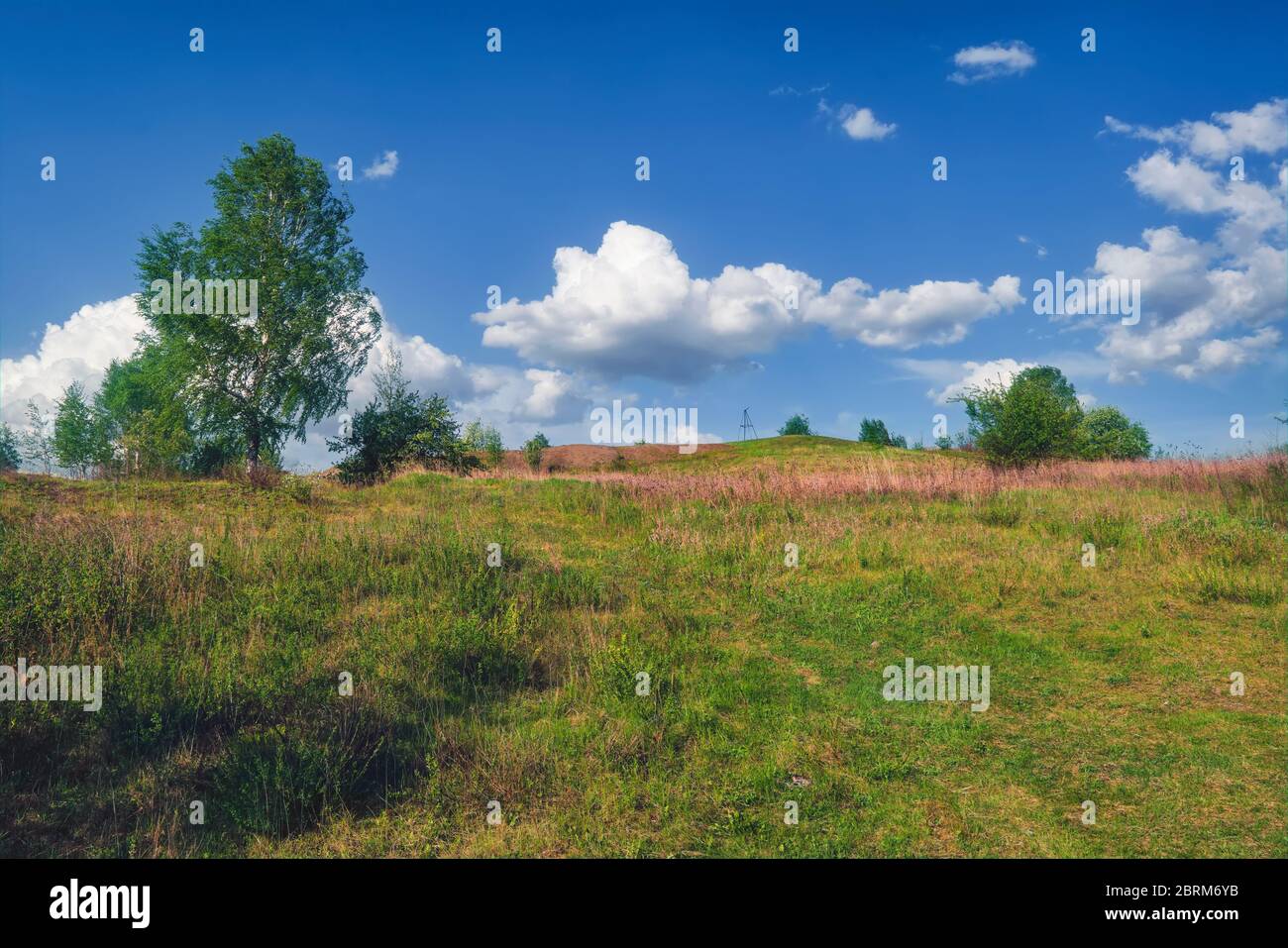 Landscape early spring trees with open leaves against the sky and ...