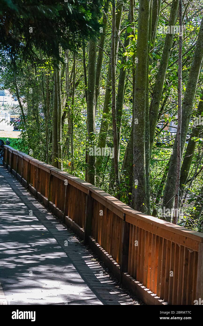 wooden foot bridge over pond with birch tree trunks and leaves in ...