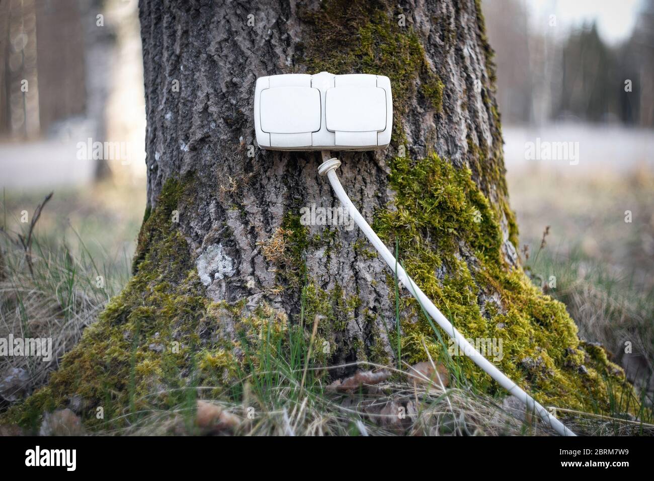 plugged sockets on a tree in a forest as a symbol of an alternative ...