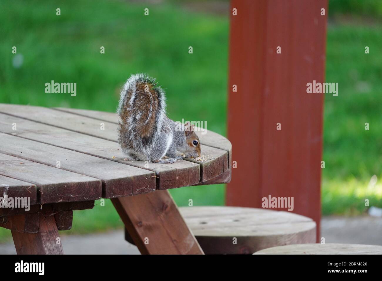 Unique squirrel hi-res stock photography and images - Alamy