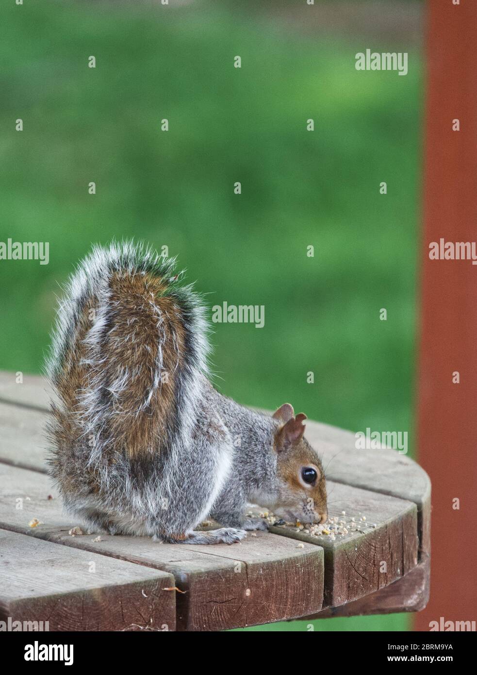 Table of species hi-res stock photography and images - Alamy