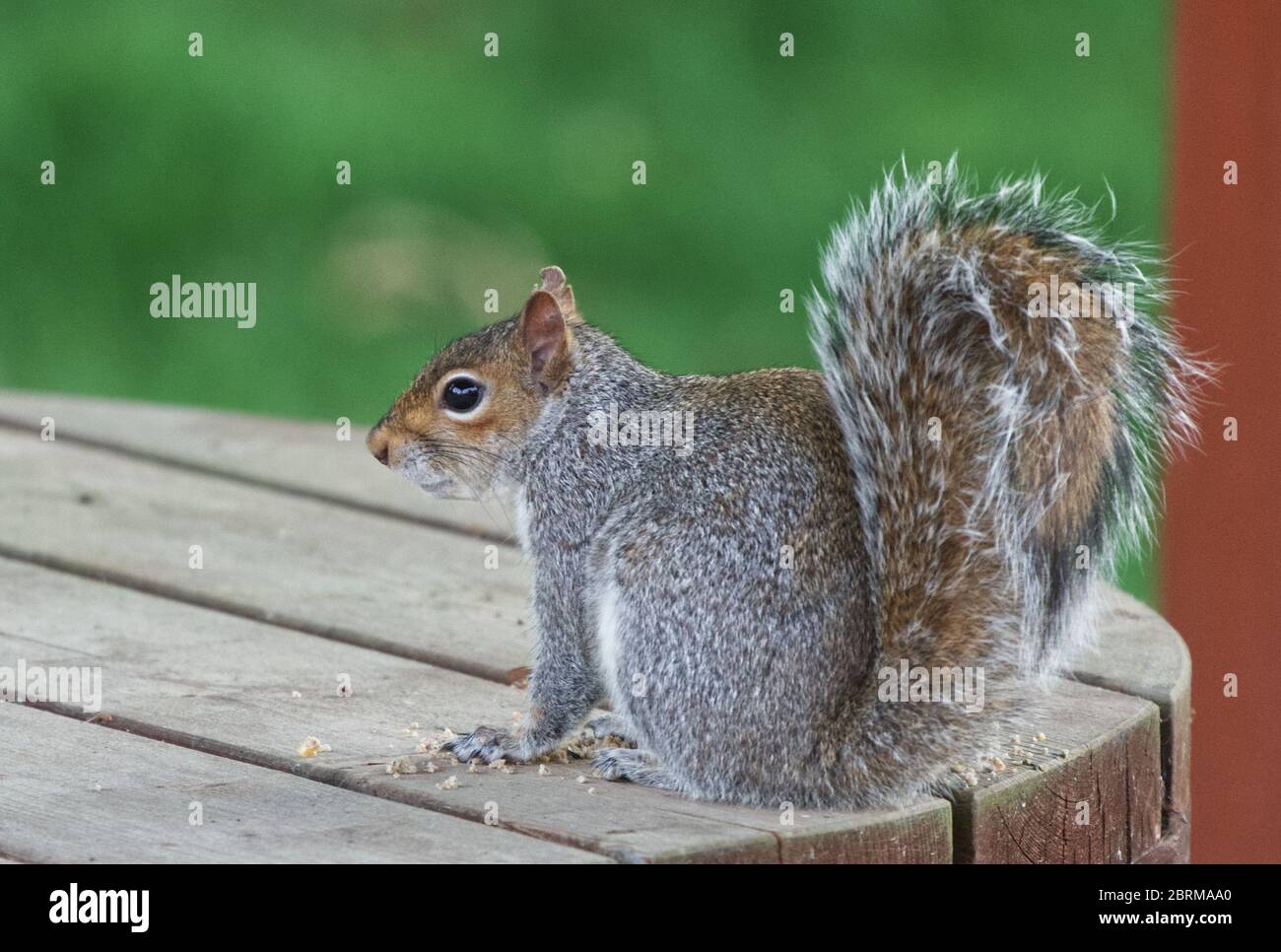 Unique squirrel hi-res stock photography and images - Alamy