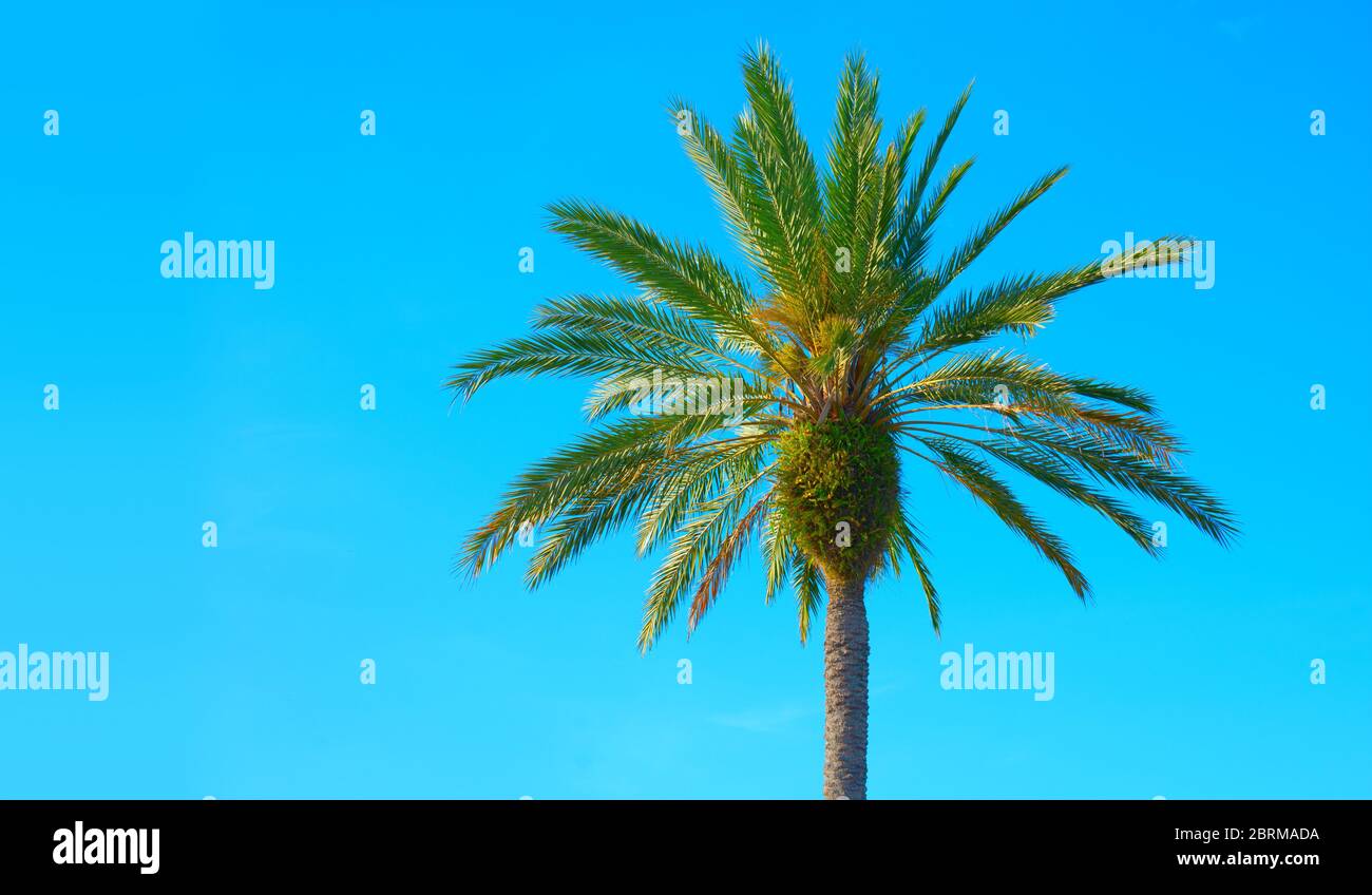 Indian date palm hi-res stock photography and images - Alamy