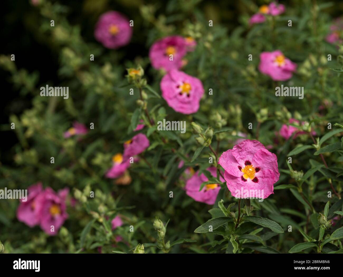 Cistus × purpureus. A close up of a purple-flowered rock rose Stock ...