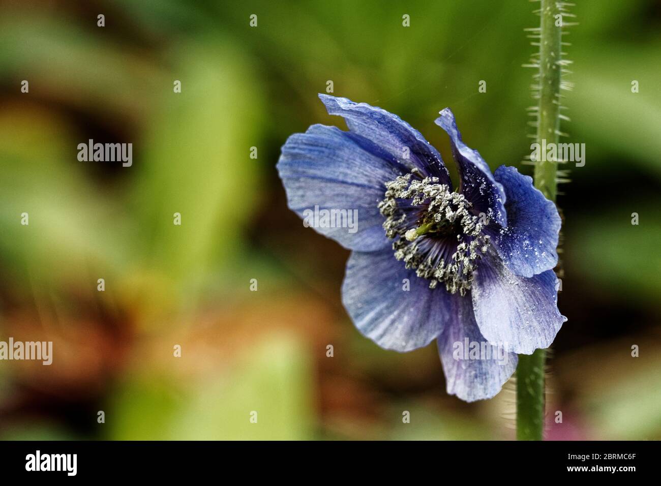 The genus Pulsatilla contains about 40 species of herbaceous perennials ...