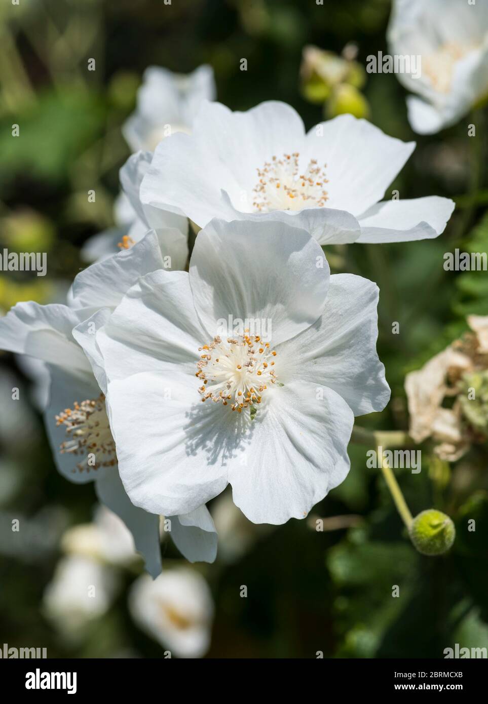White Indian Mallow - Abutilon vitifolium, possibly 'Album'or 'Tennant ...