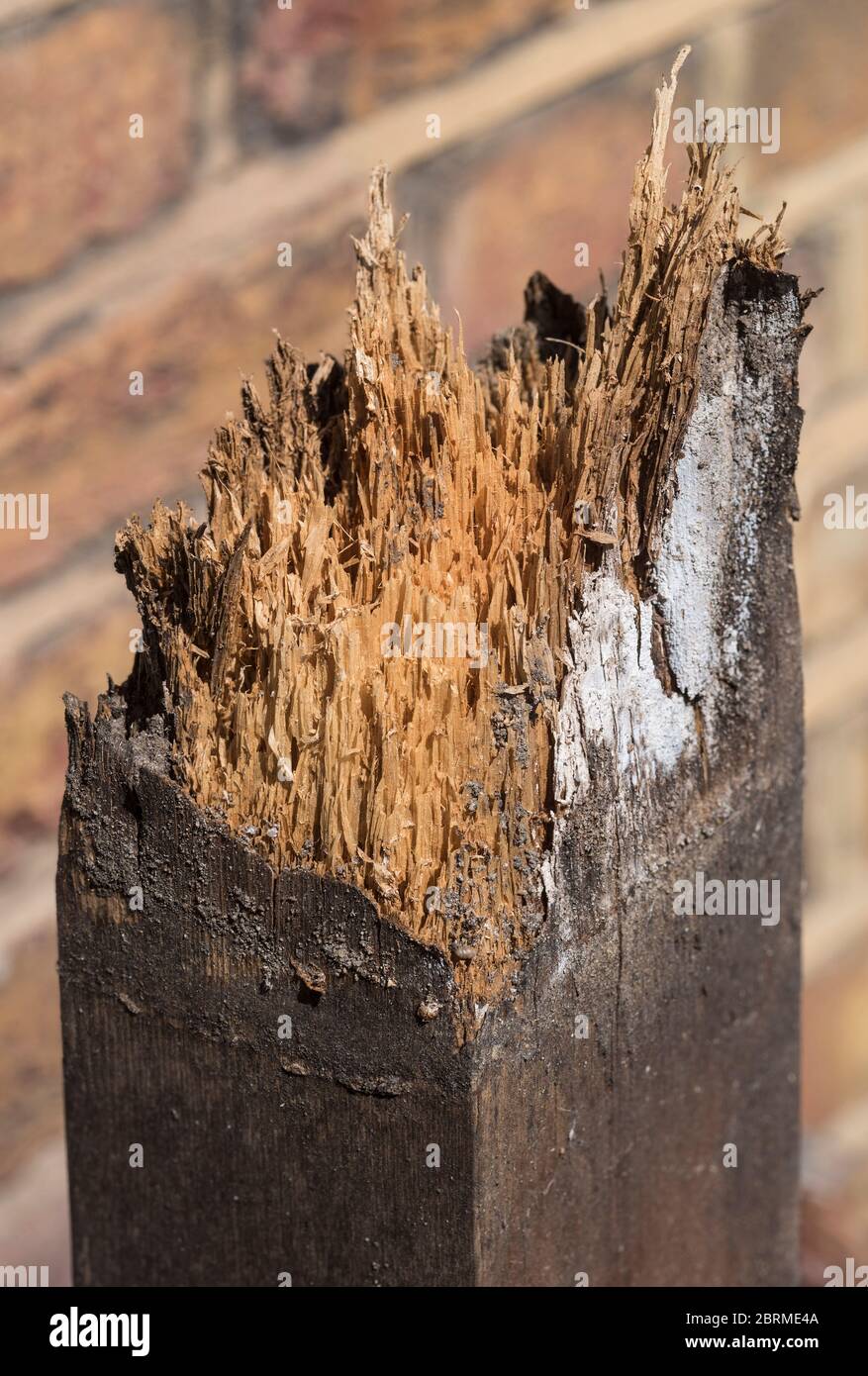 Decay waterproof hi-res stock photography and images - Alamy