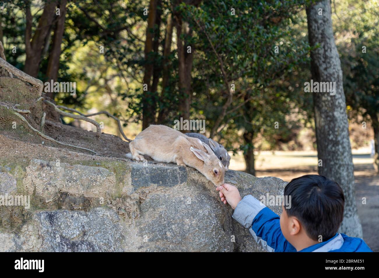 Feeding wild rabbits on Okunoshima ( Rabbit Island ). Numerous feral ...