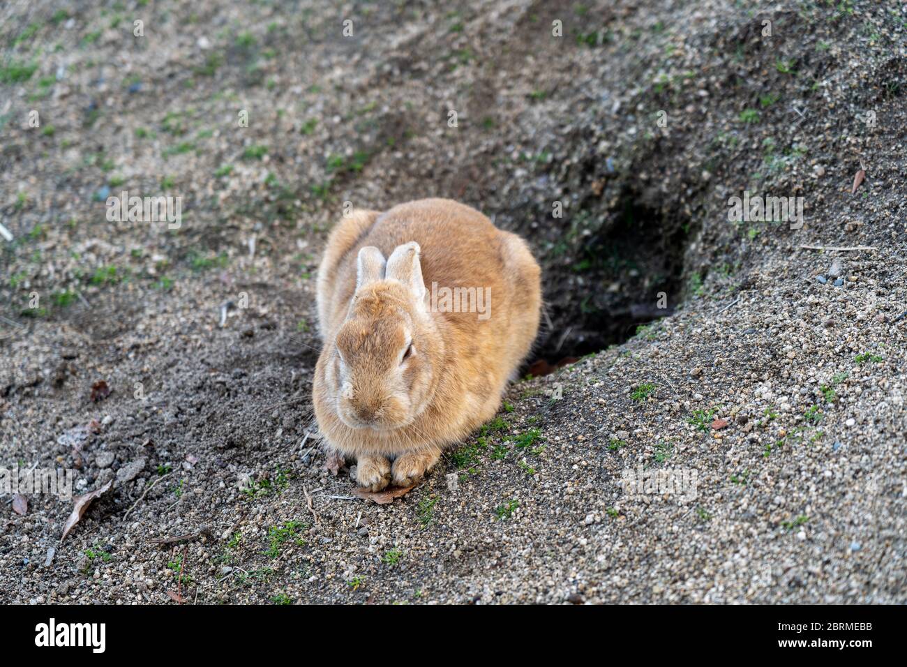 Cute wild rabbits on Okunoshima ( Rabbit Island ). Numerous feral ...