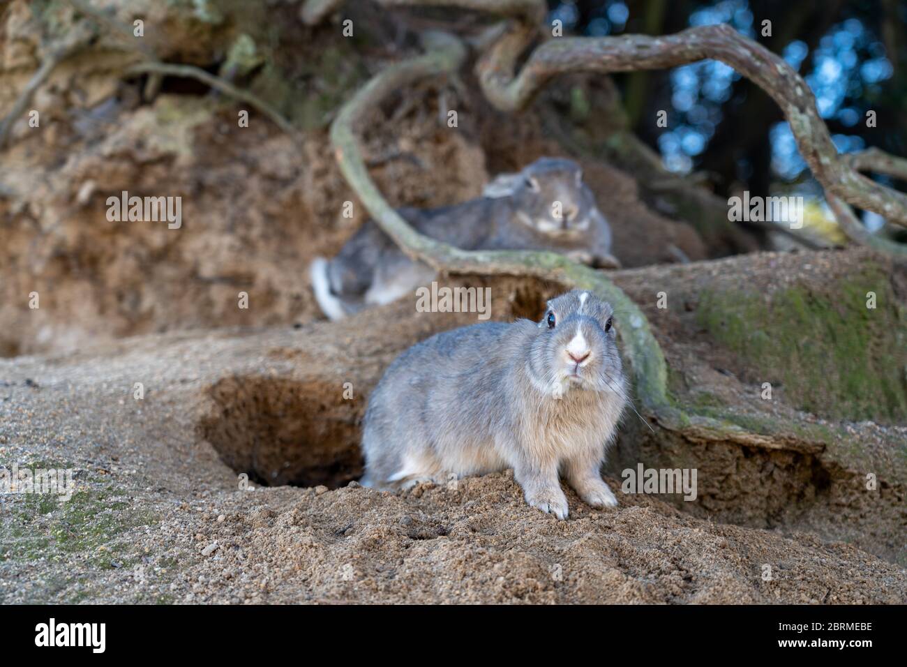 Cute wild rabbits on Okunoshima ( Rabbit Island ). Numerous feral ...