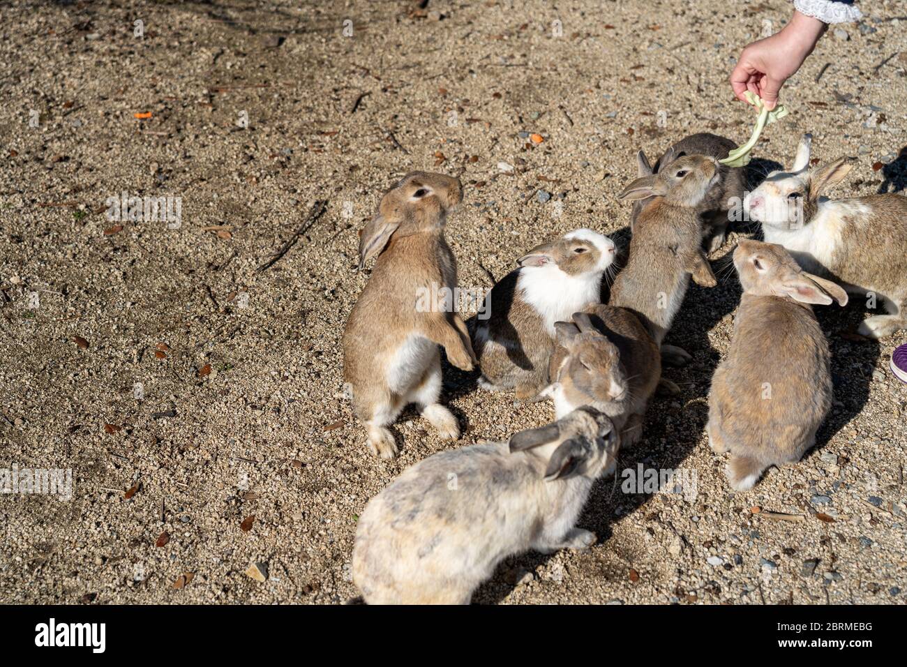 Feeding wild rabbits on Okunoshima ( Rabbit Island ). Numerous feral ...