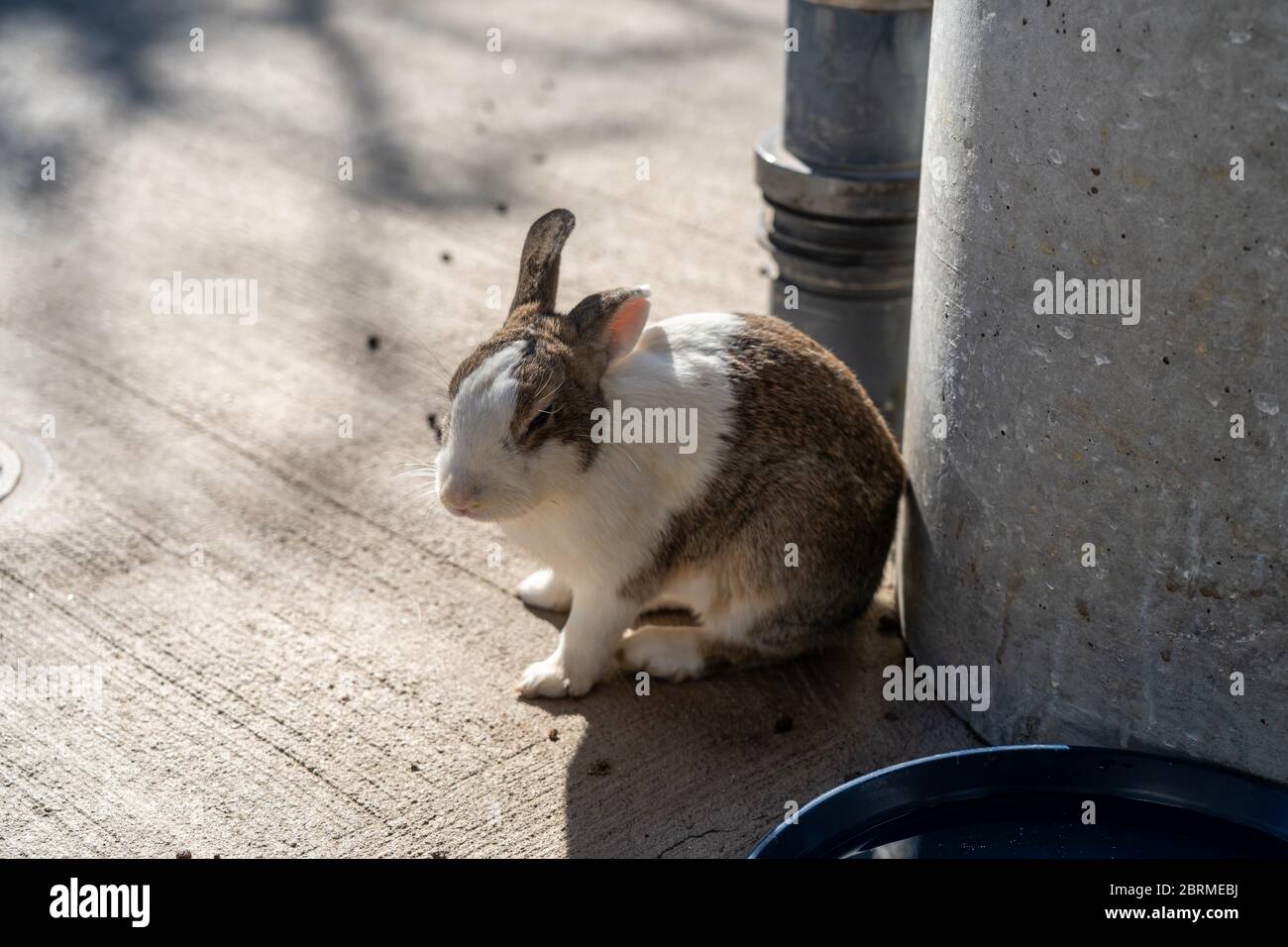 Cute wild rabbits on Okunoshima ( Rabbit Island ). Numerous feral ...