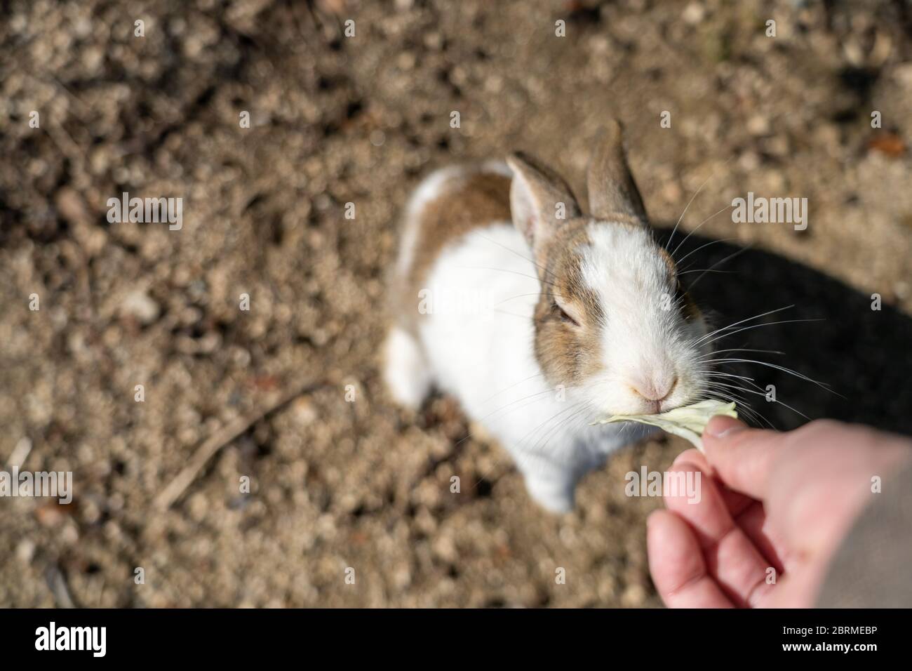 Feeding wild rabbits on Okunoshima ( Rabbit Island ). Numerous feral ...