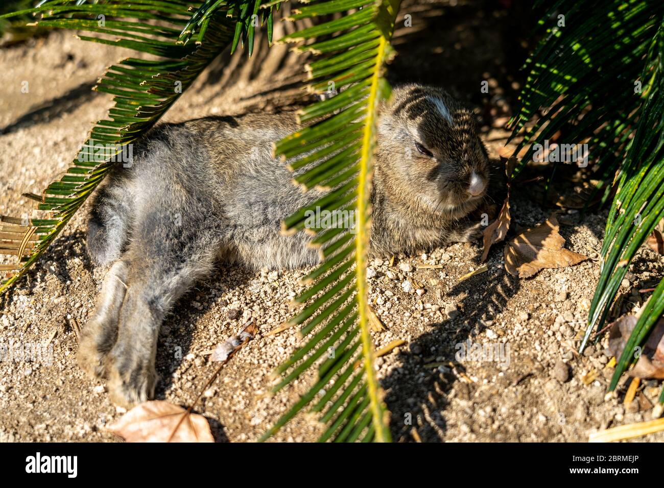 Hare sleep hi-res stock photography and images - Alamy
